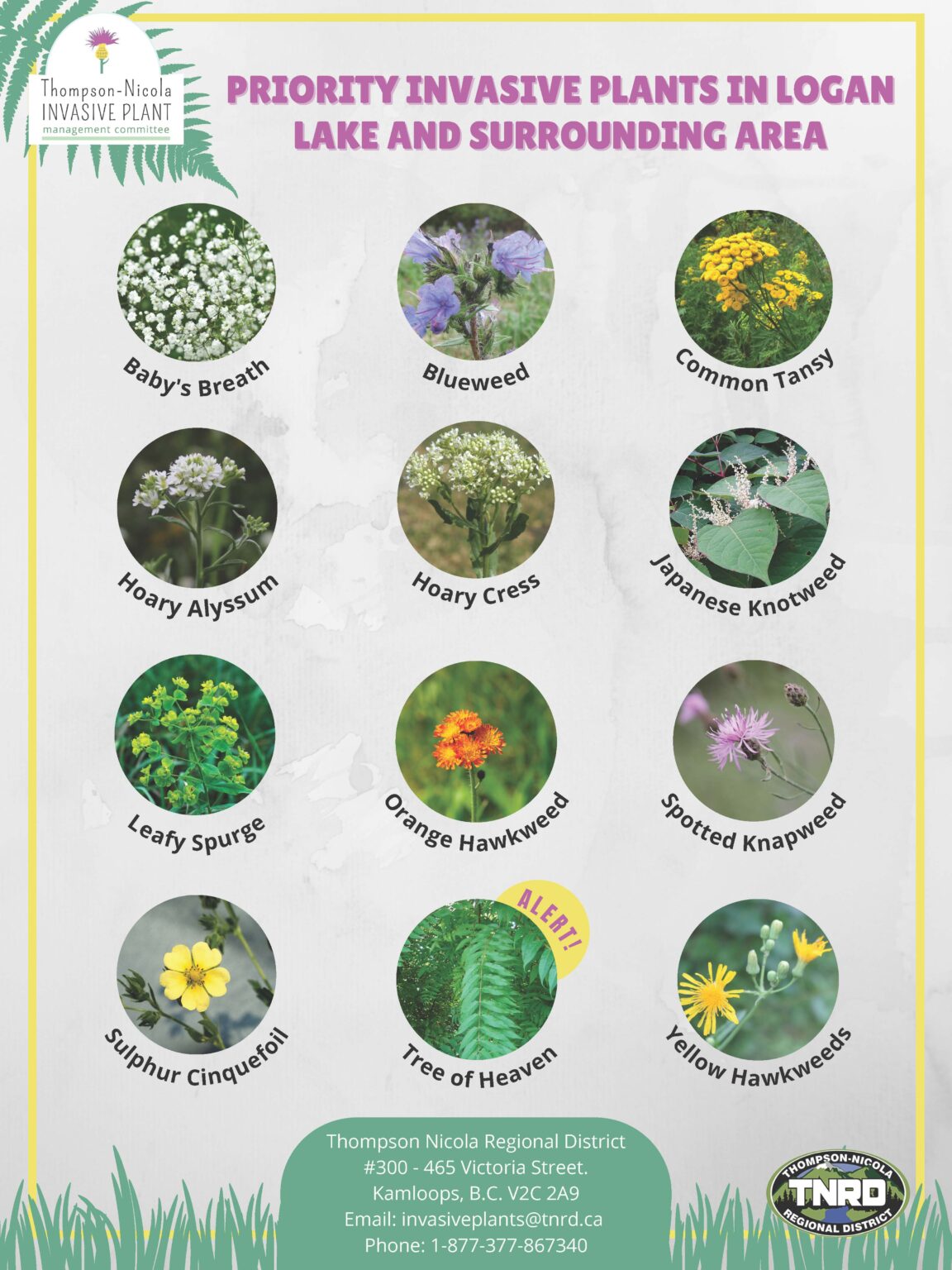 Invasive Plants in Logan Lake : District of Logan Lake